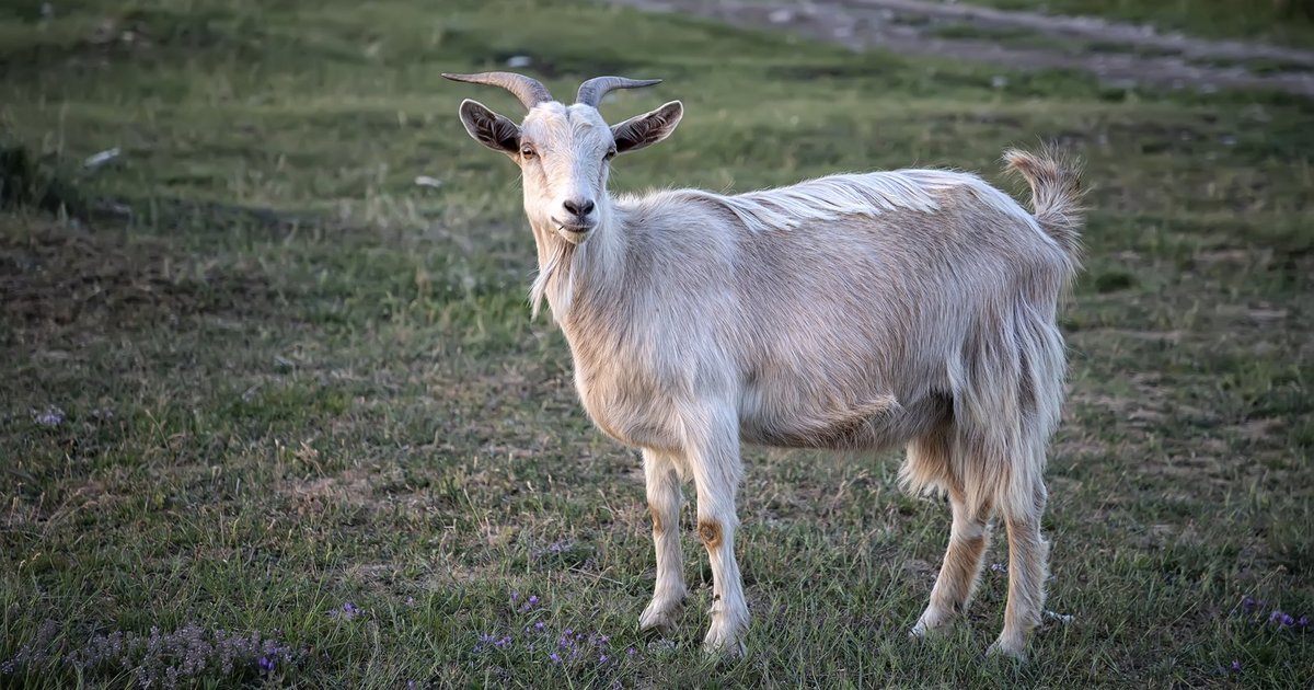 Kacapy. Czy wiesz skąd się wzięło i co oznaczało to określenie ...
