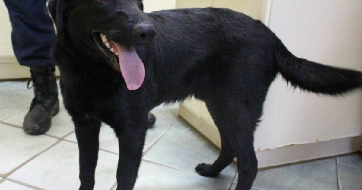 Dylek większość życia spędził za kratami. Pomóż mu zamienić schronisko ...