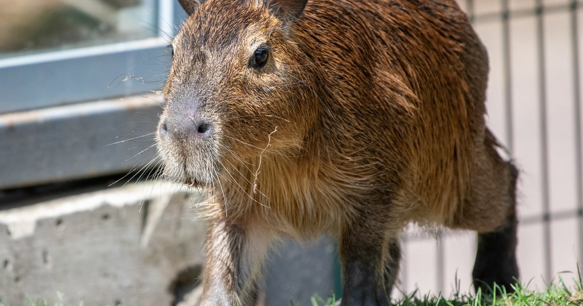 Kolejna kapibara w Orientarium Zoo Łódź. Do dwóch samic dołączył samiec ...