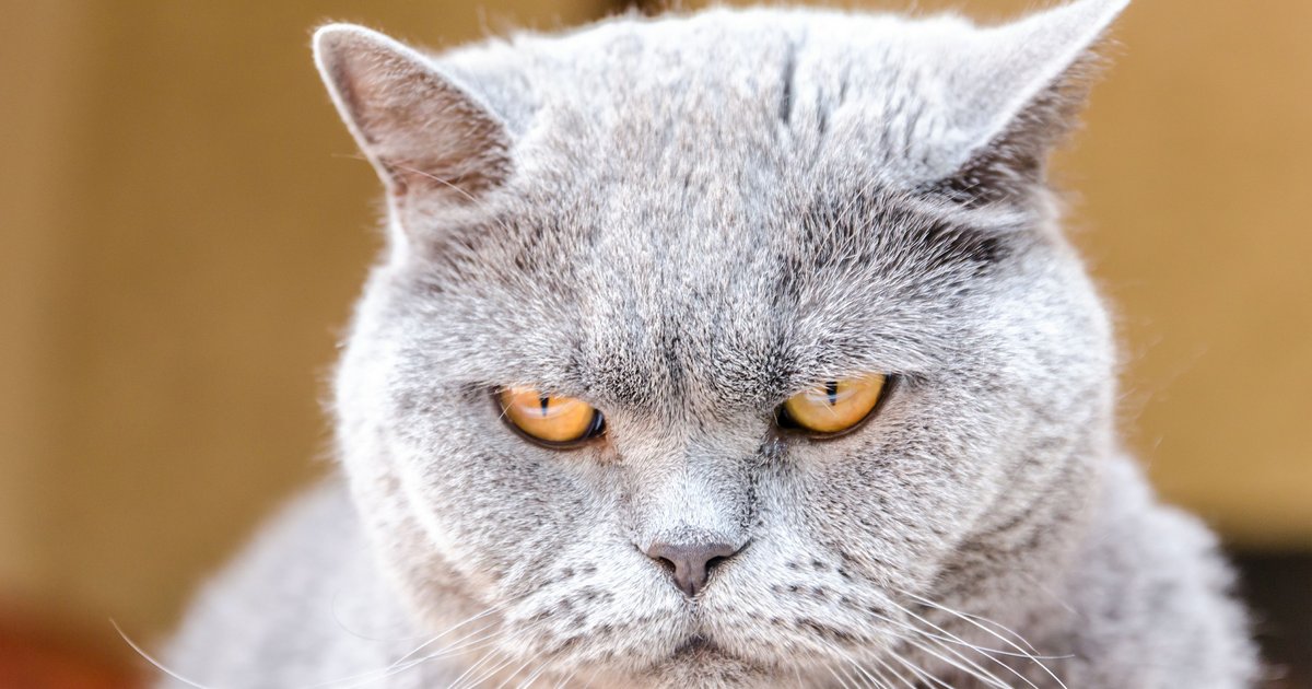 Międzynarodowa Wystawa Kotów w EC1 Łódź. Setki najpiękniejszych kotów ...