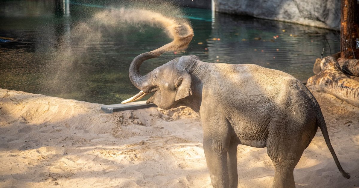 Taru to nowy słoń w Orientarium w Łodzi. Uwielbia kąpiele w piasku ...