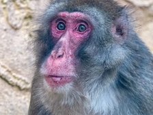 Makaki japońskie zamieszkały w Orientarium ZOO Łódź. Potrafią... lepić ...