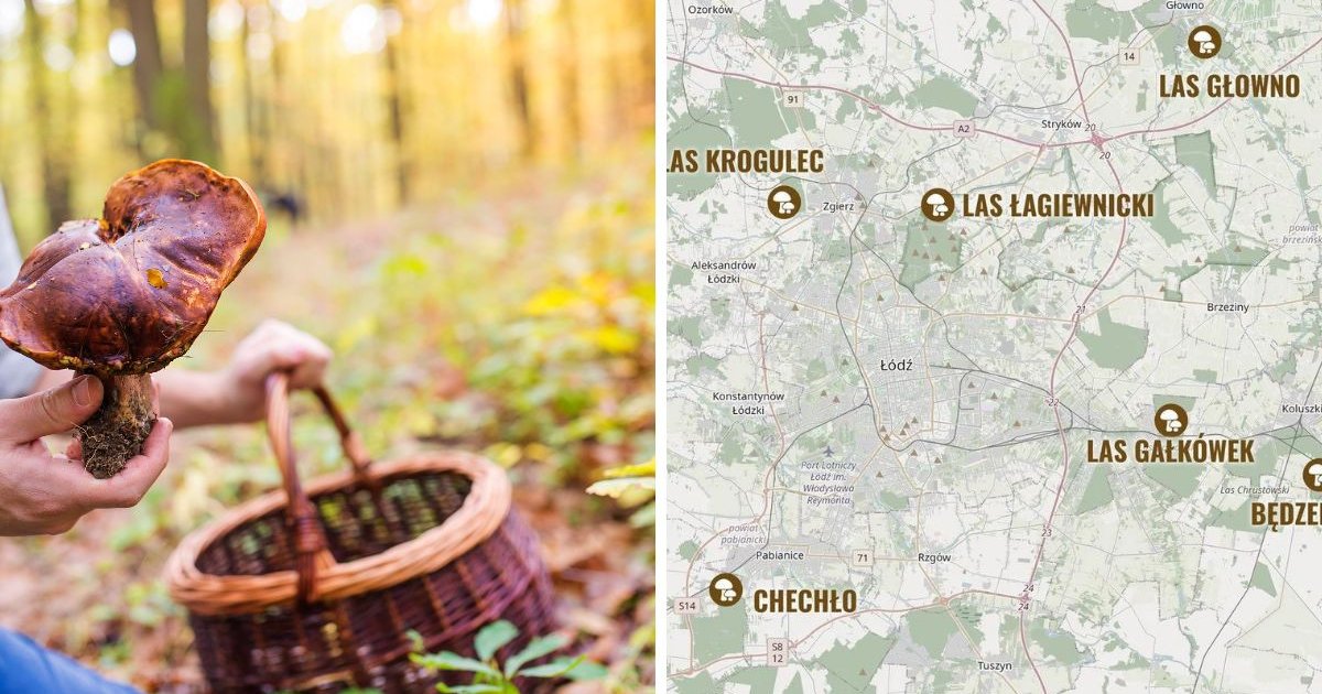 Gdzie na grzyby w Łódzkiem? Jak się przygotować? Co zabrać? [MAPA, PORADNIK]: ŁÓDŹ.PL