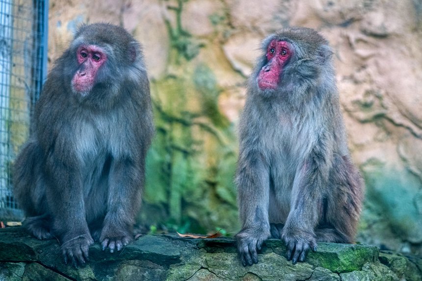 Makaki japońskie zamieszkały w Orientarium ZOO Łódź. Potrafią... lepić ...