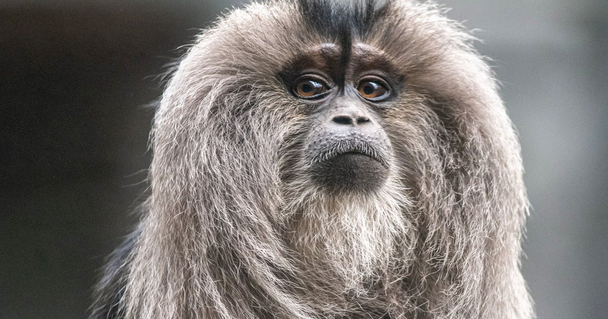 Orientarium Zoo Łódź świętuje dzień małpy. Zwierzaki dostaną nowe ...